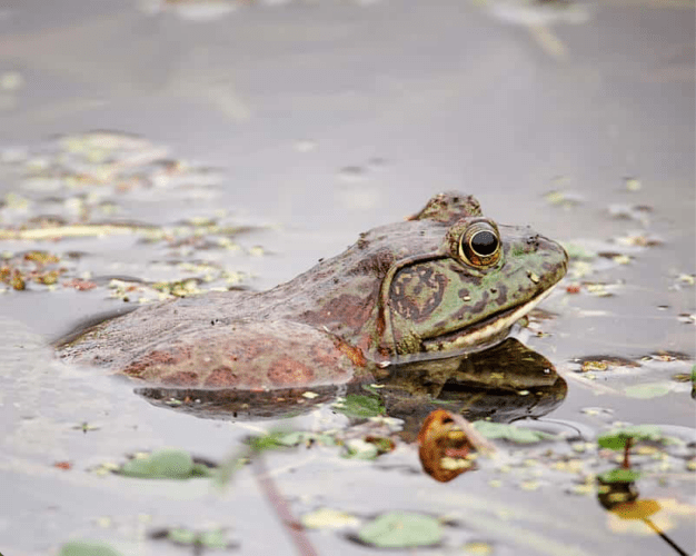 News | News, Sports, Jobs - SANIBEL-CAPTIVA - Island Reporter, Islander ...